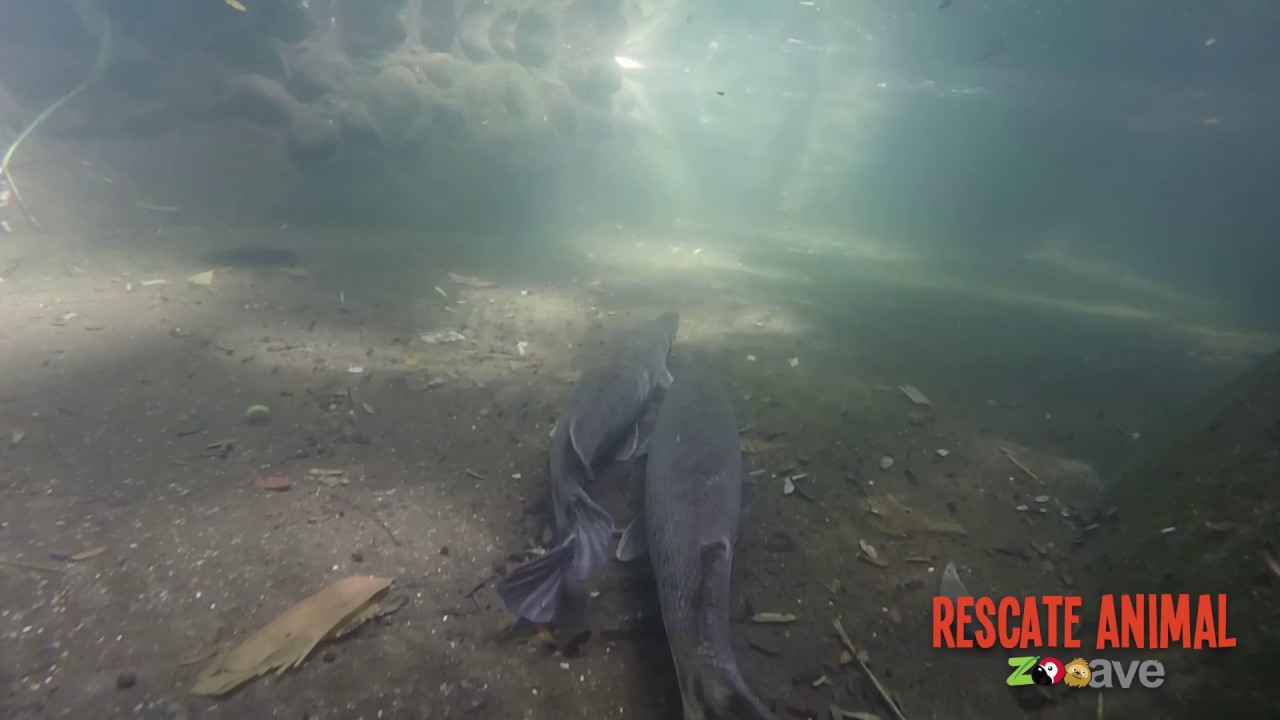 PEZ GASPAR (Pejelagarto) Rescate Animal ZooAve. - YouTube