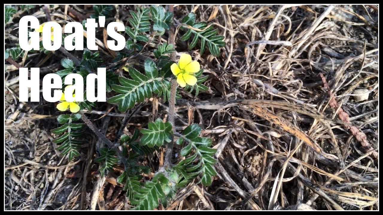 Goat's-head (Tribulus terrestris) Noxious Weed - Ninja Gardening ...