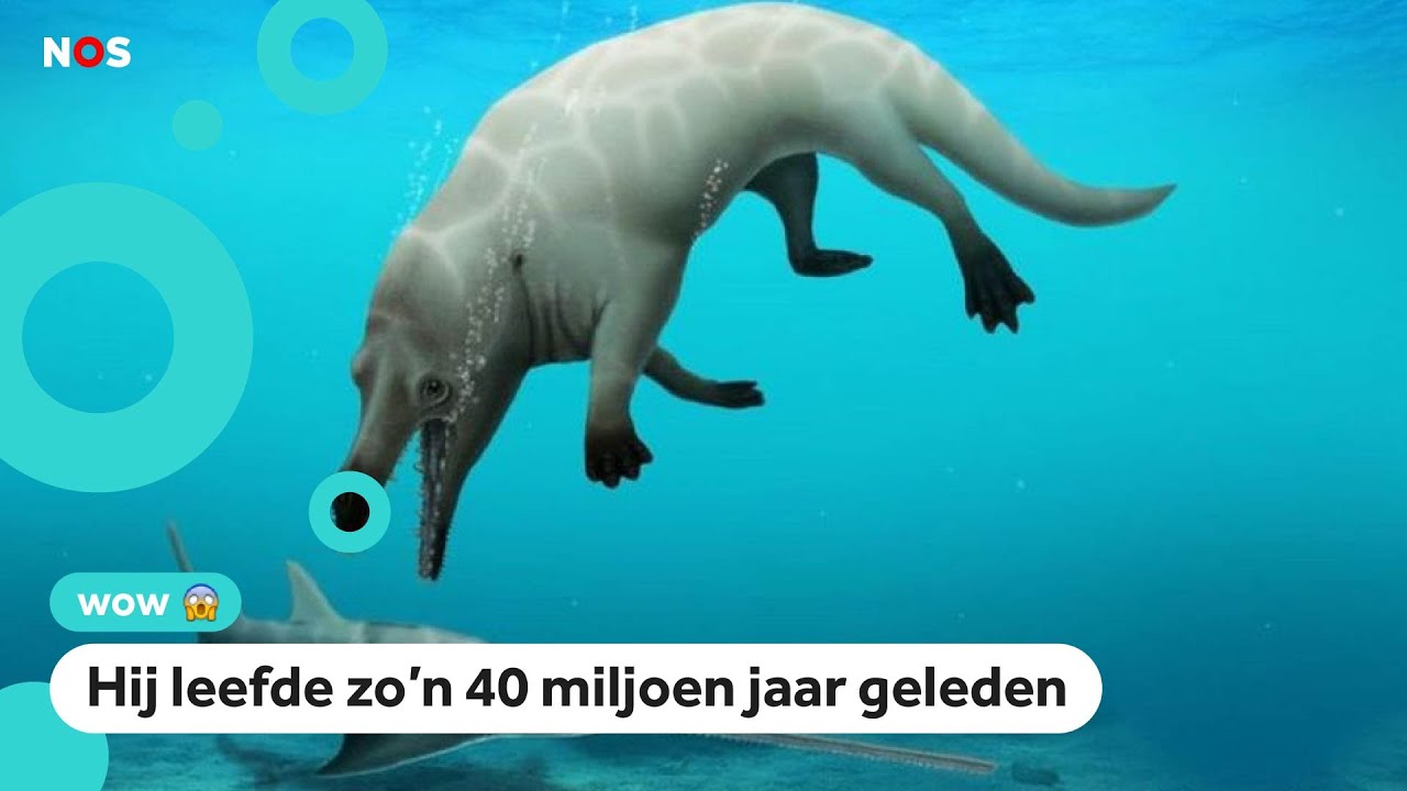Wow: Skelet van walvis met vier poten gevonden - YouTube
