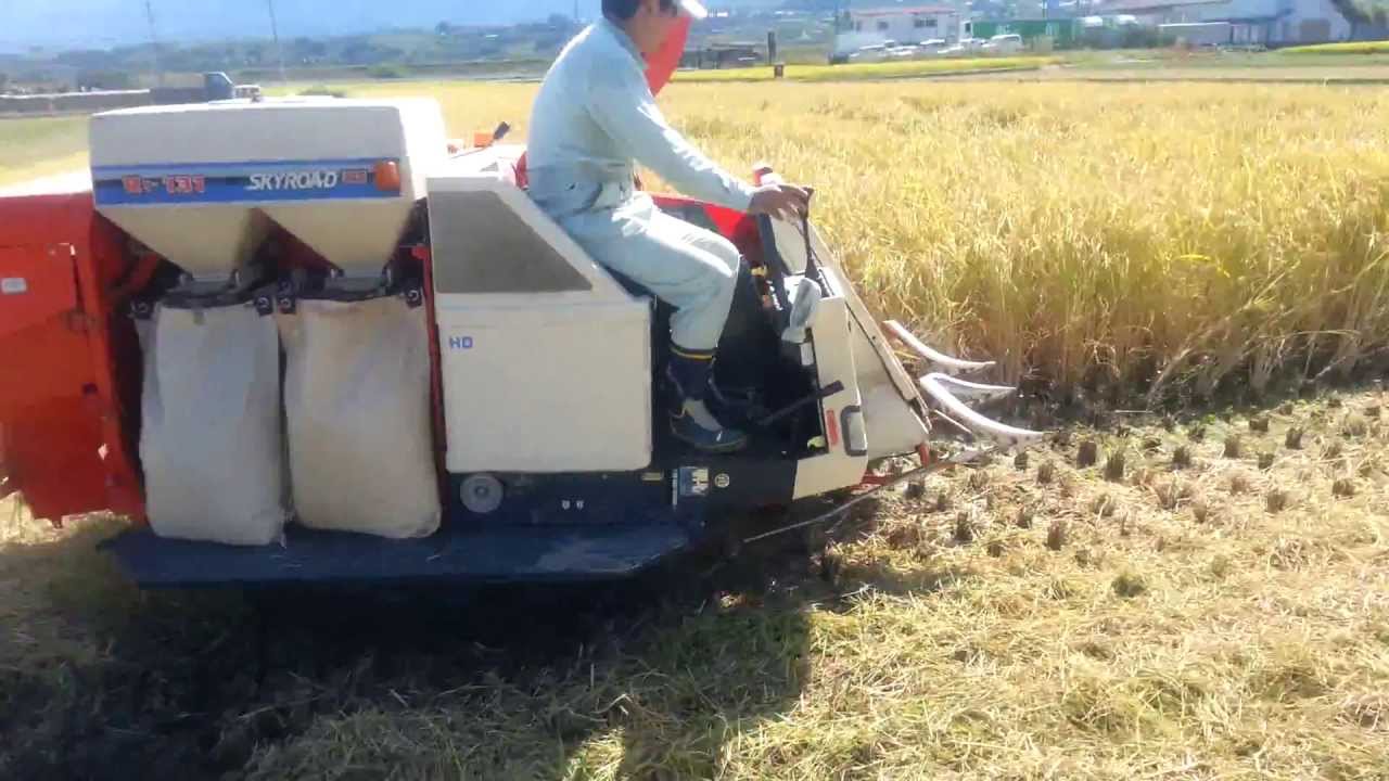 Rice Harvest In Japan Youtube