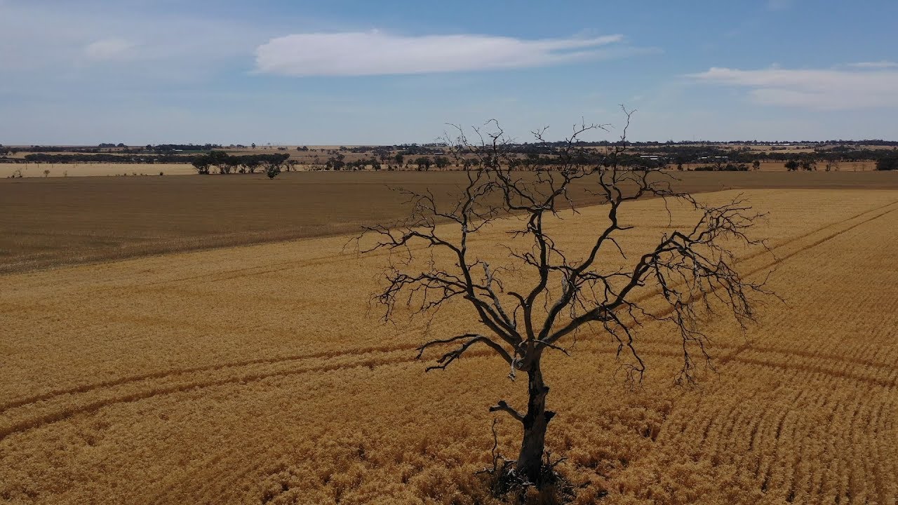 One Dead Tree, Shea-Oak Log, South Australia - YouTube