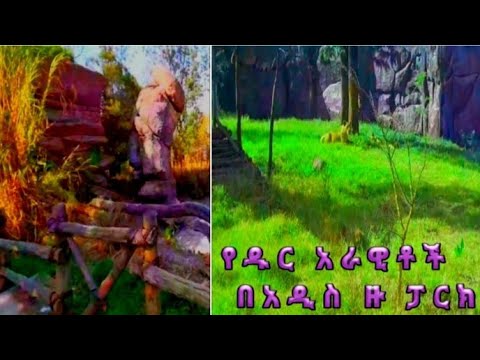 Wildlife's in Addis Zoo Park | Addis Ababa, Ethiopia #wildanimals #ጉዞ # ...