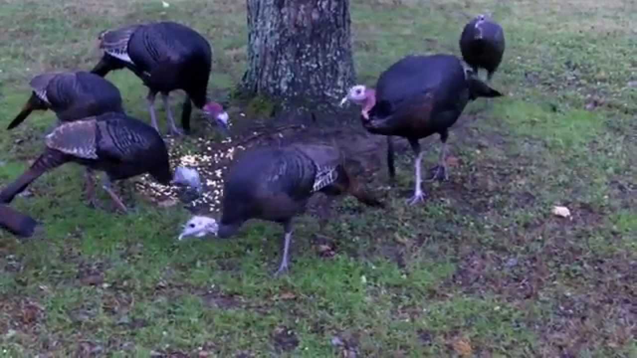 Flying Turkeys, 2011-11-16 - YouTube