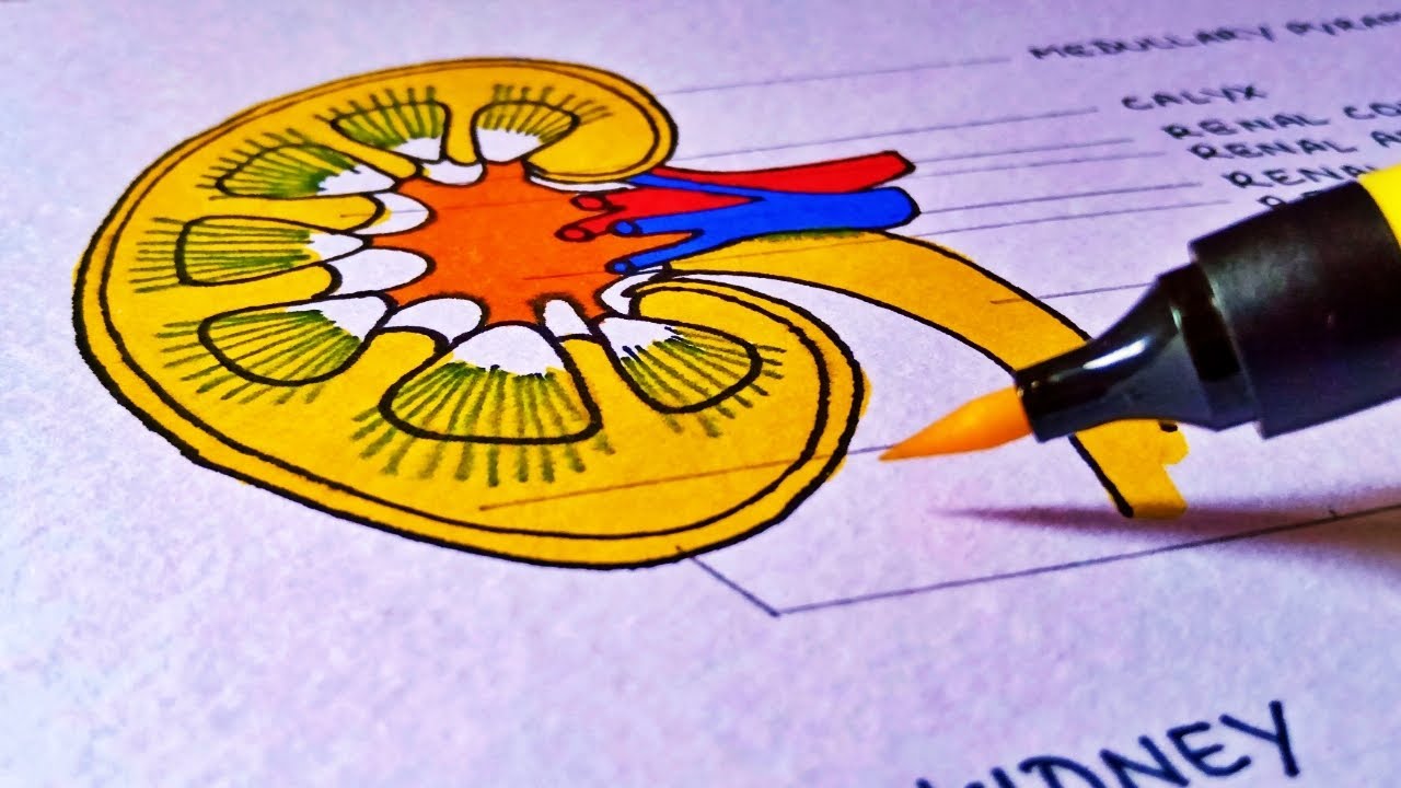 How to Draw L.S of KIDNEY | How to Draw longitudinal section of KIDNEY ...