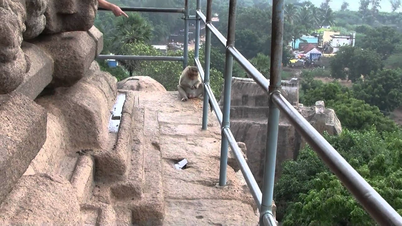 Monkey eating Cheetos.MTS - YouTube