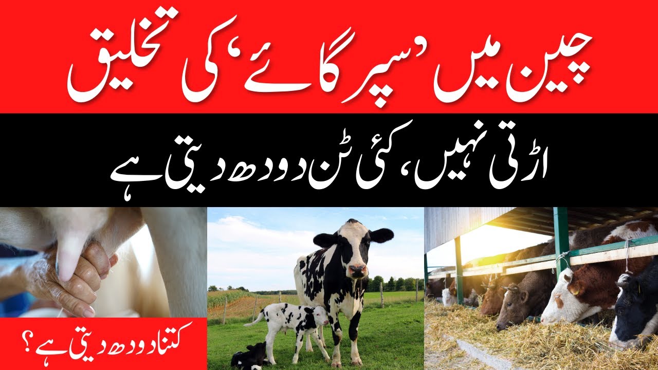 China Successfully Clones 'Super Cows' for First Time Ever - YouTube