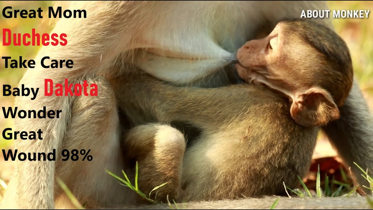 Baby Monkey Dakota His Wound 98% Are Great, Good Mom Duchess Giving ...