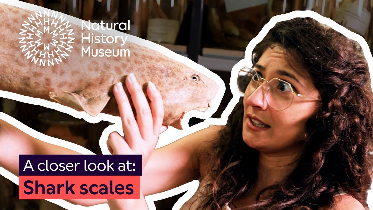 A closer look at shark scales - YouTube