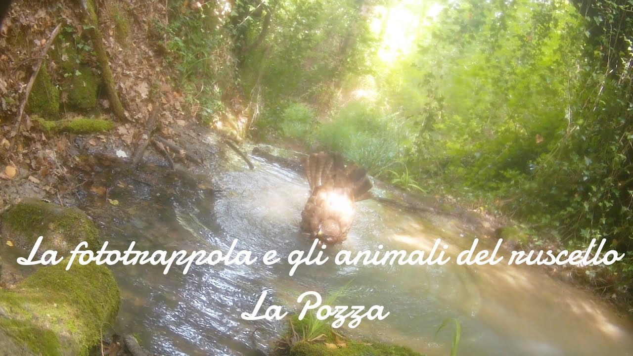 La fototrappola e gli animali del ruscello. La pozza.Trail Camera ...