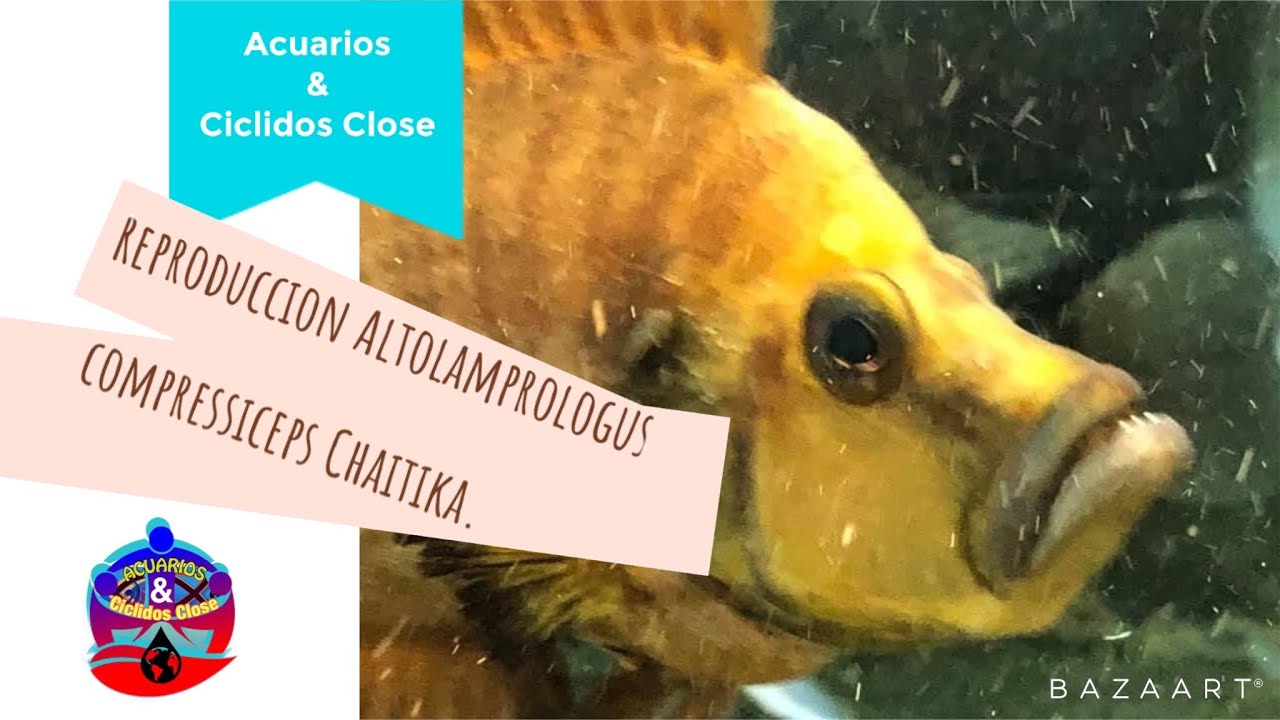 Reproduccion Altolamprologus compressiceps Chaitika. - YouTube