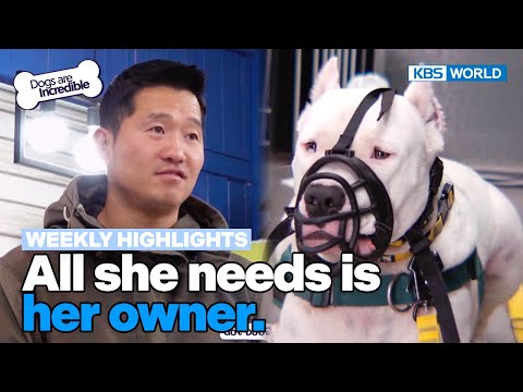 [Weekly Highlights] All she needs is her owner🥺 [Dogs Are Incredible] | KBS WORLD TV 240312