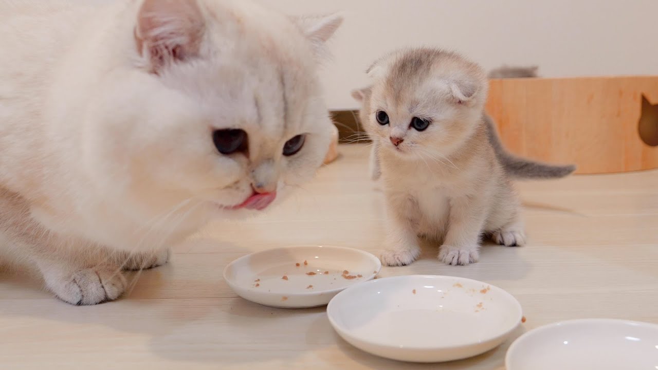 This is a kitten who seems to be dissatisfied with her baby food taken ...