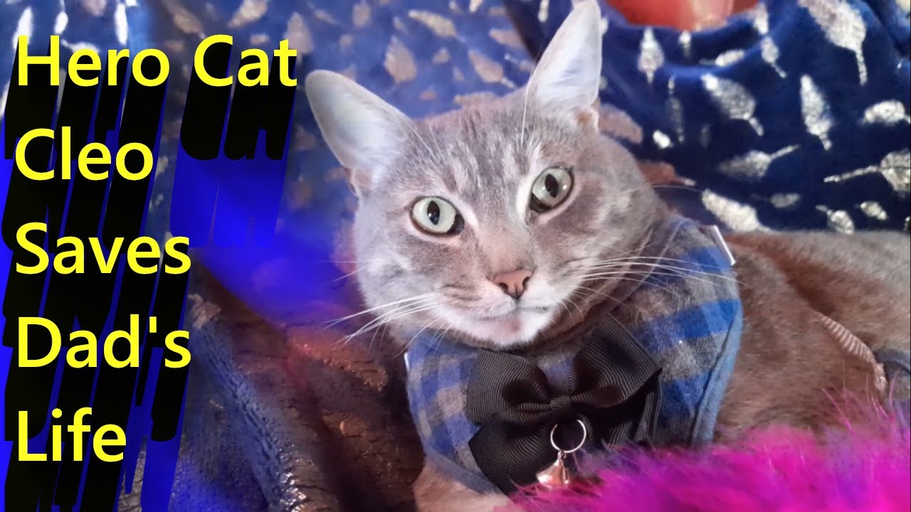 Hero Cat Cleo Saves Dad - YouTube