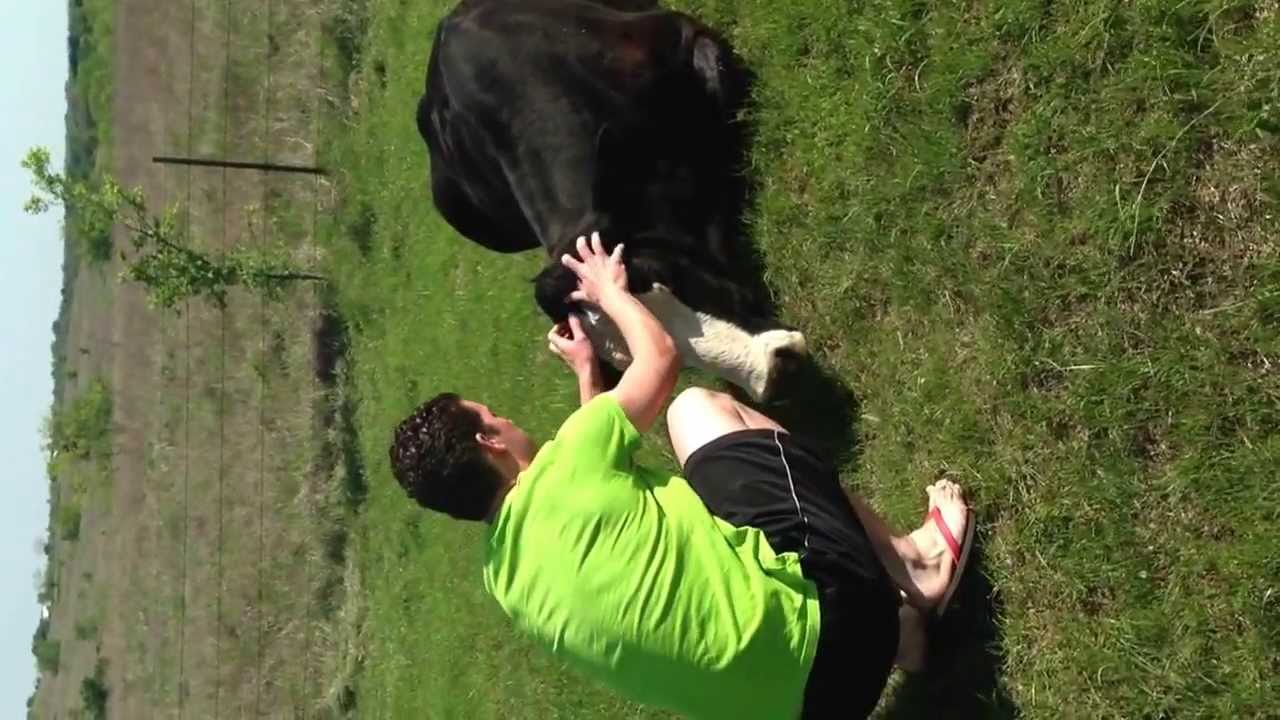 Trying to ride a cow LMFAO - YouTube