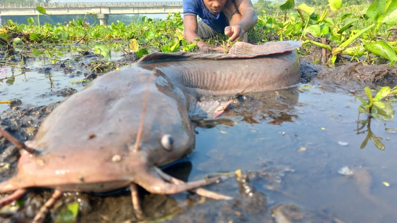 Traditional Village Fishing Monster Catfish By Hand In River Side. Big ...
