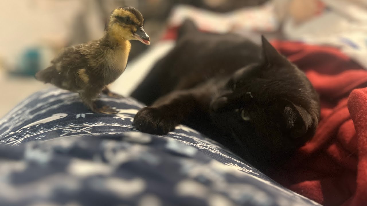 Our first (and only duckling) that hatched! My health update. Feeling ...