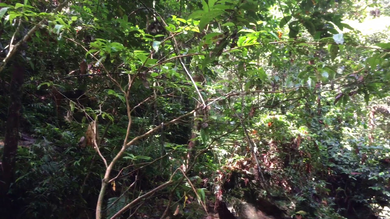 Kampar kiri waterfall Sumatra - YouTube