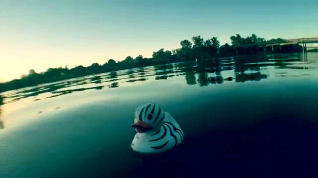 The Adventures of Zebra Duck - YouTube