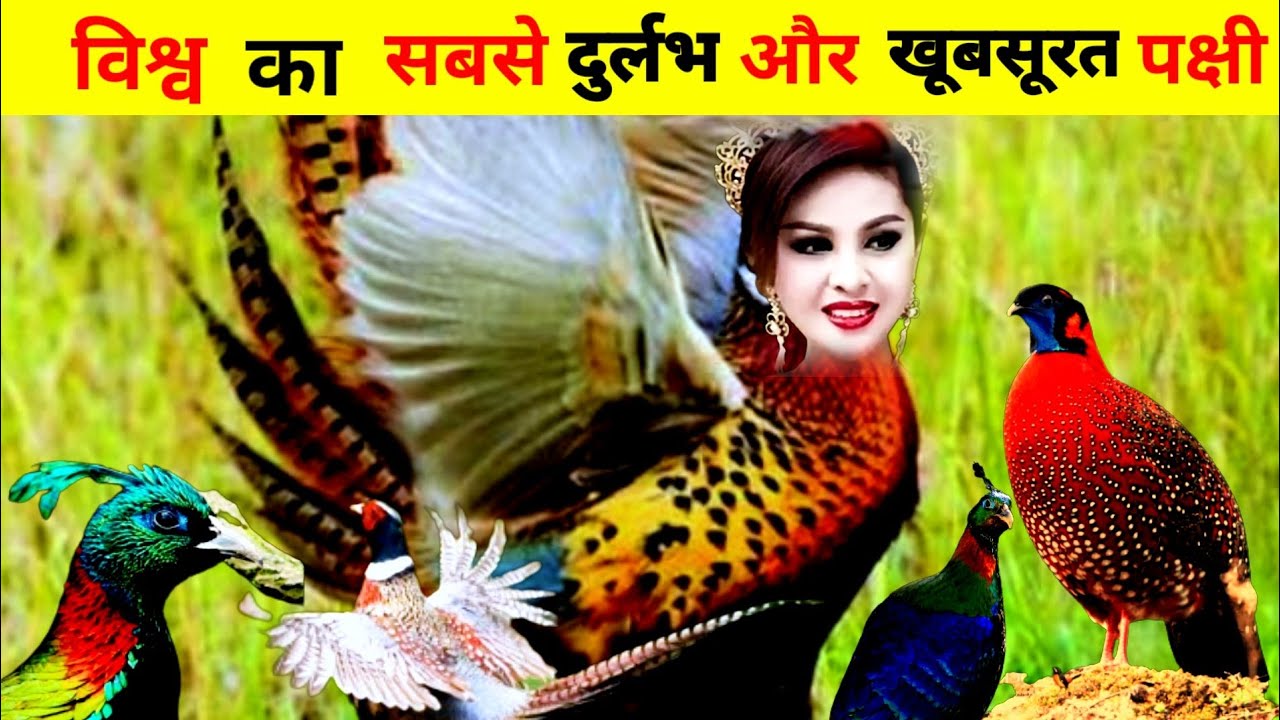 Surkhab bird से जुड़े मजेदार एवं रोचक तथ्य ||दुर्लभ पक्षी सुर्खाब के ...