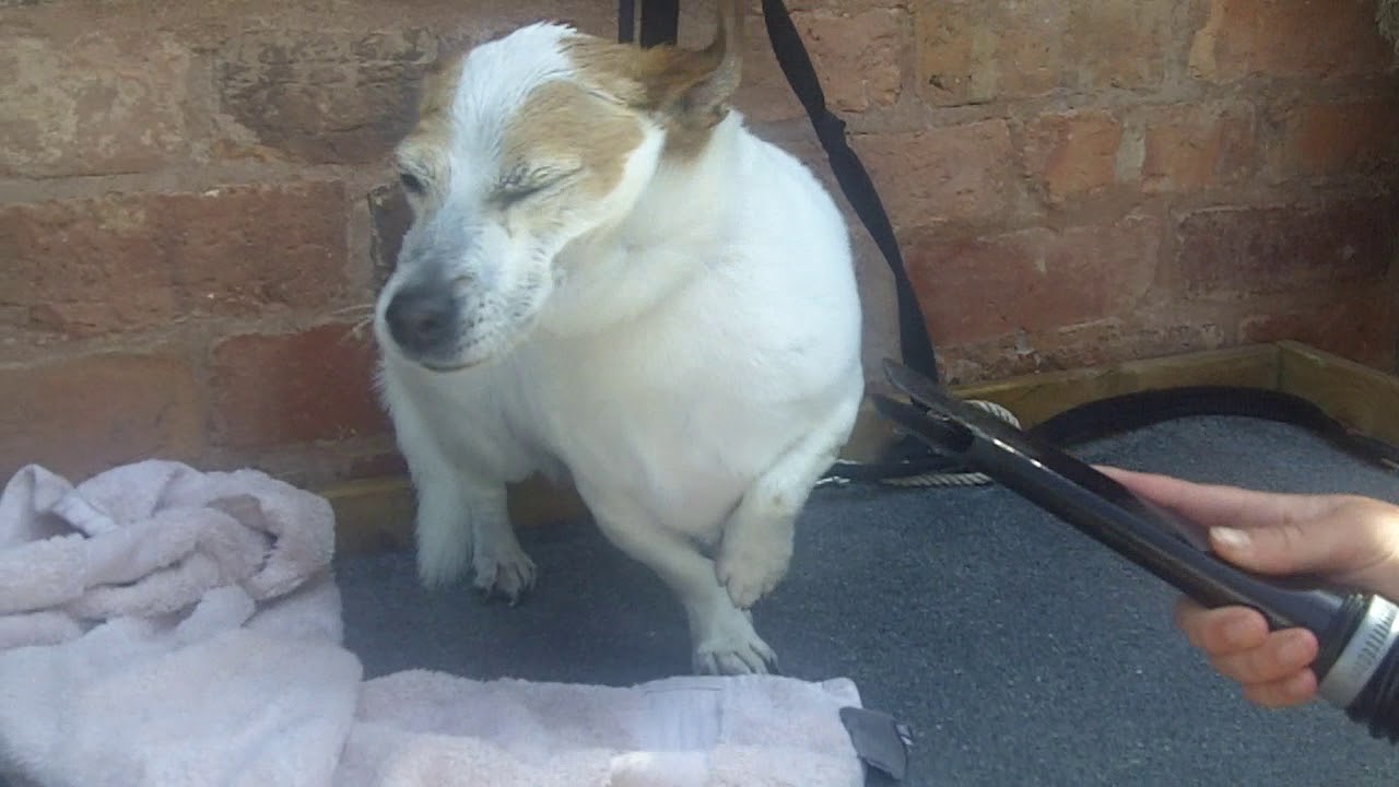 Jack Russell Jip NOT impressed at all with the hair dryer. - YouTube