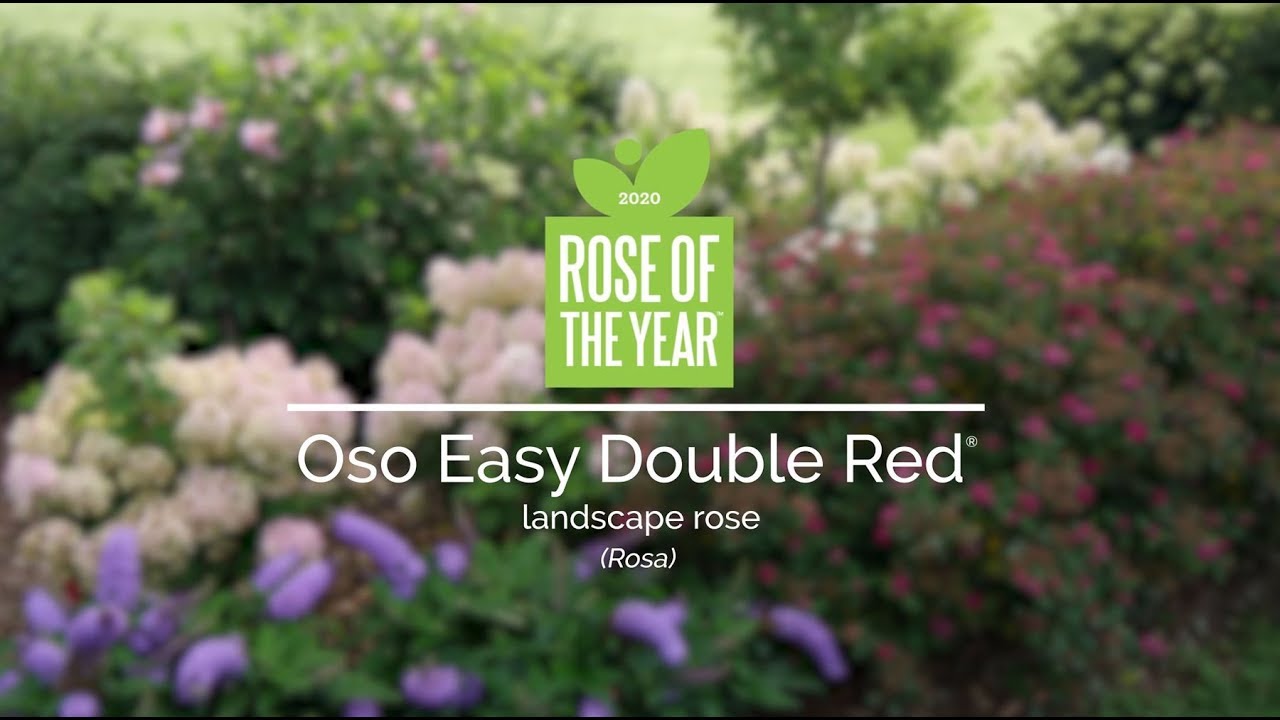 Rose of the Year 2020 - YouTube