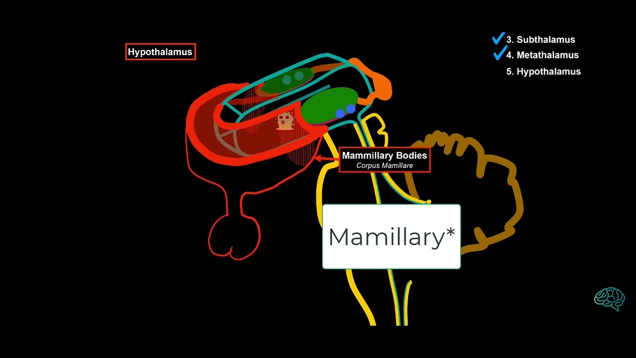 Diencephalon Part 2 Youtube