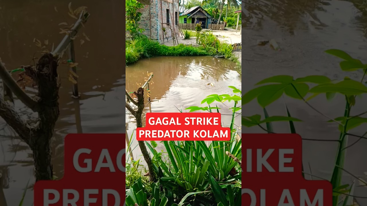 Gagal Strike gabus raksasa?? #shortvideo #shorts #predator #ikan #kolam ...