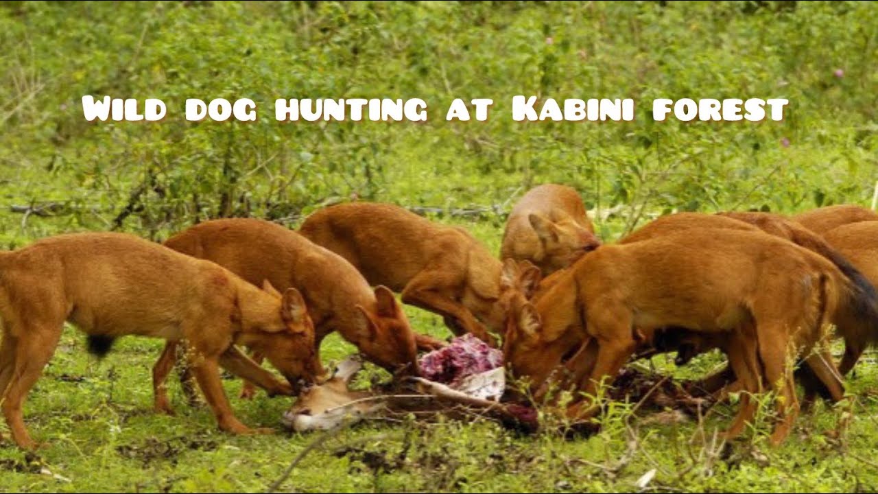 Rare wild dog hunting at Kabini Forest | Dhole with the kill ...
