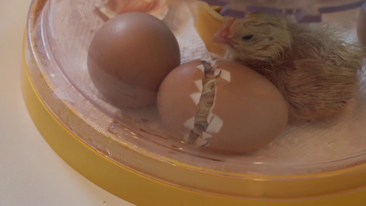2 eggs hatching - YouTube