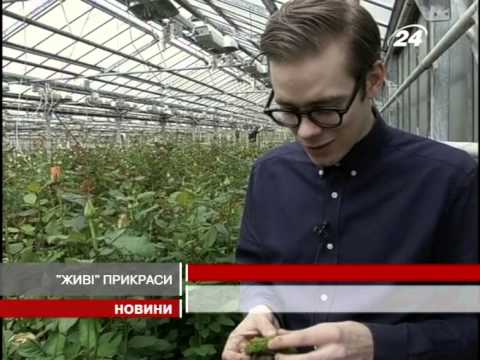 Ірландській дизайнер виготовляє прикраси з моху