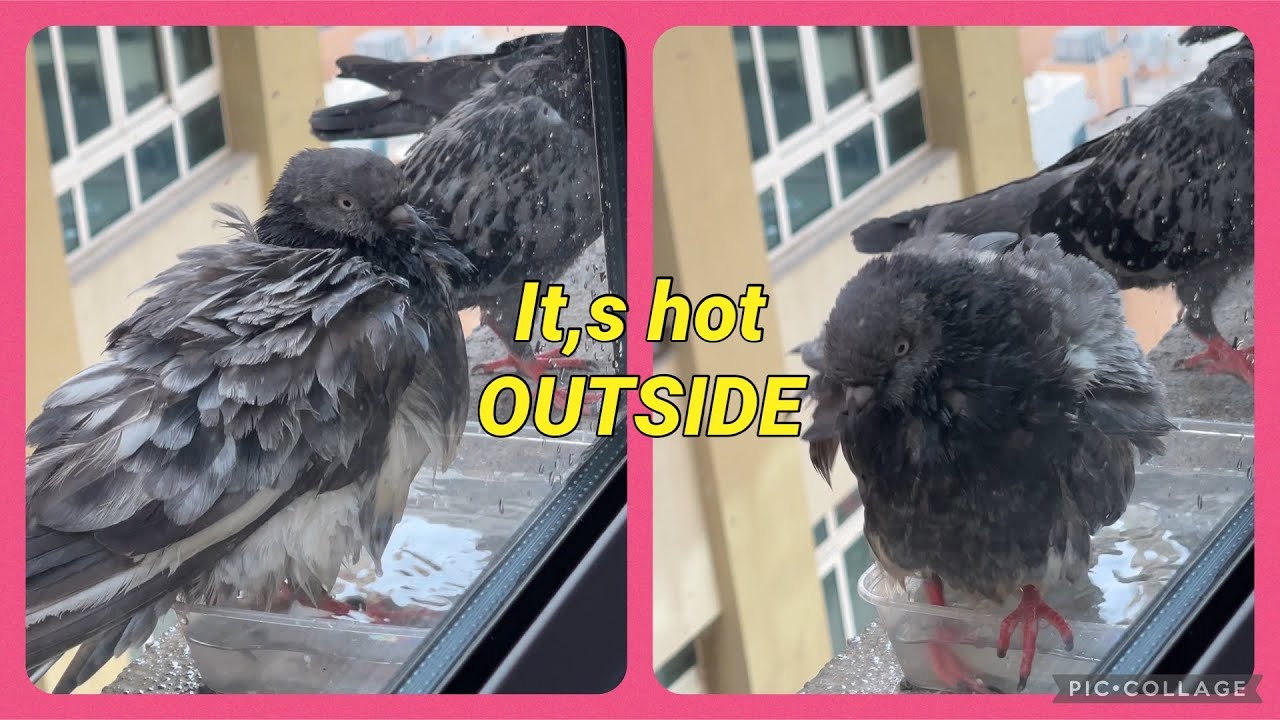 Mainit kaya nag chill chill lang sila at DUBAI #pigeon #wildanimals # ...