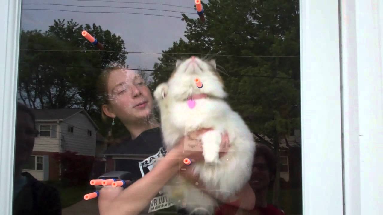 Nerf Guns & Cats - YouTube