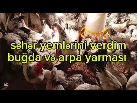 Damazlıq saxladığım serebrist fərələr və xoruzlar.sizcə nə vaxt yumurtaya başlayarlar?