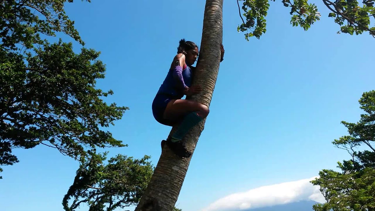 Climbing tree - YouTube