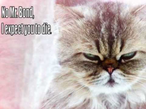 super duper extreme crazy mega ultra funny cats