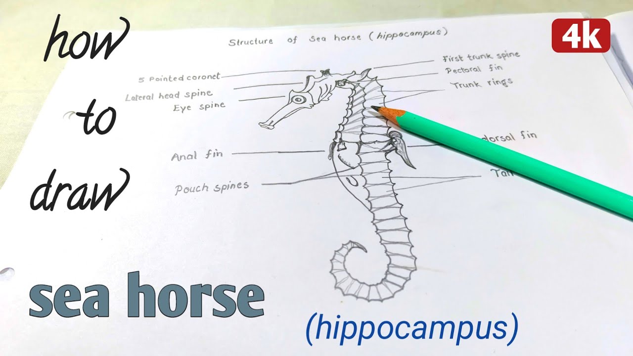Hippocampus Diagram
