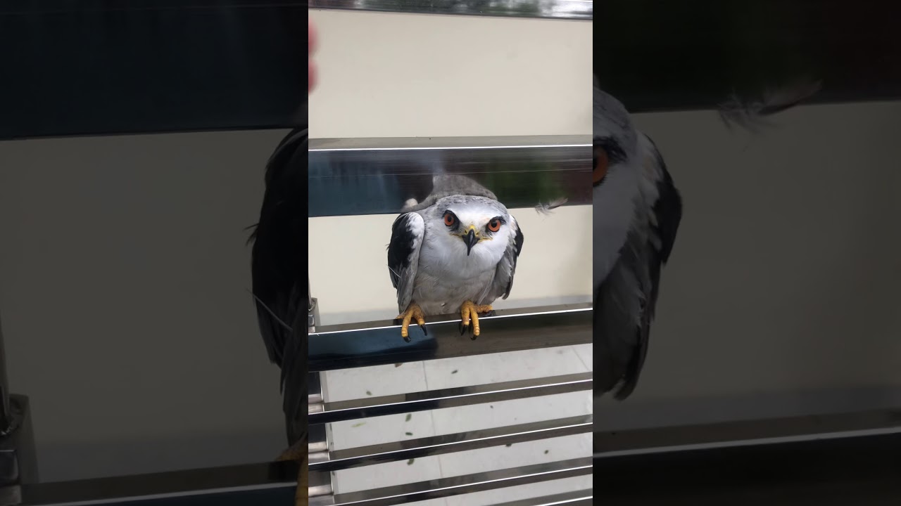 A Baj pakhi (Falcon) after Tropical Cyclone Amphan) - YouTube