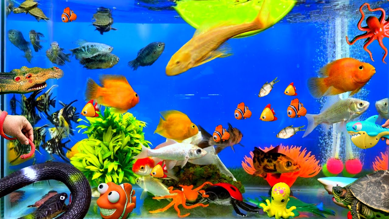 Cute Animals, Sea Pets, Sucker Fish, Green Turtles, Carp, Crab, Fishes ...