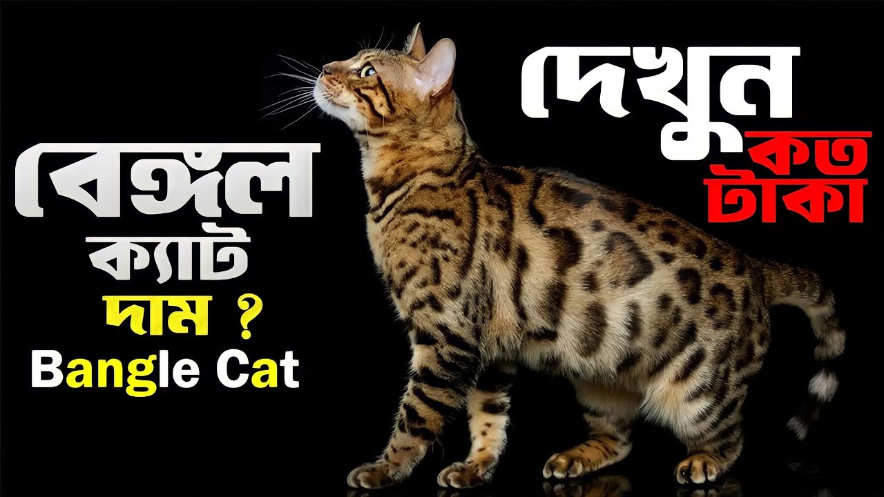 Bangle cat দাম কত টাকা ? কোথায় পাব ! বেঙ্গল ক্যাট । bangle cat price ...