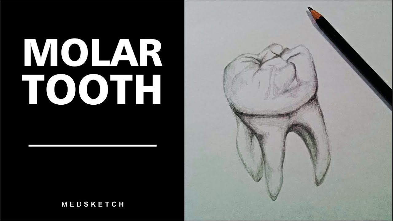 DRAW ANATOMY | Molar Tooth - YouTube