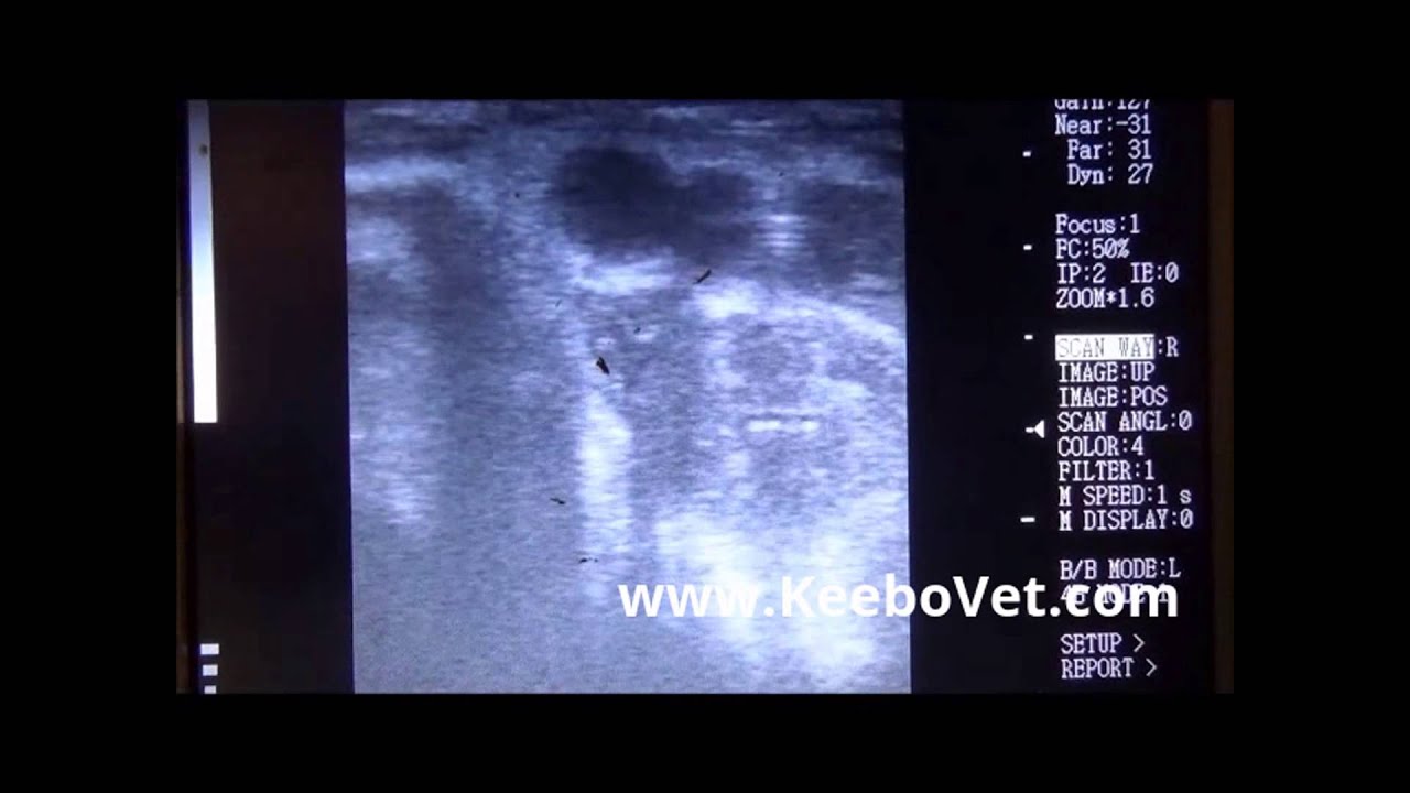 Anestrus - Sterility On Cow Caused By Ovarian Cysts - Veterinarians ...