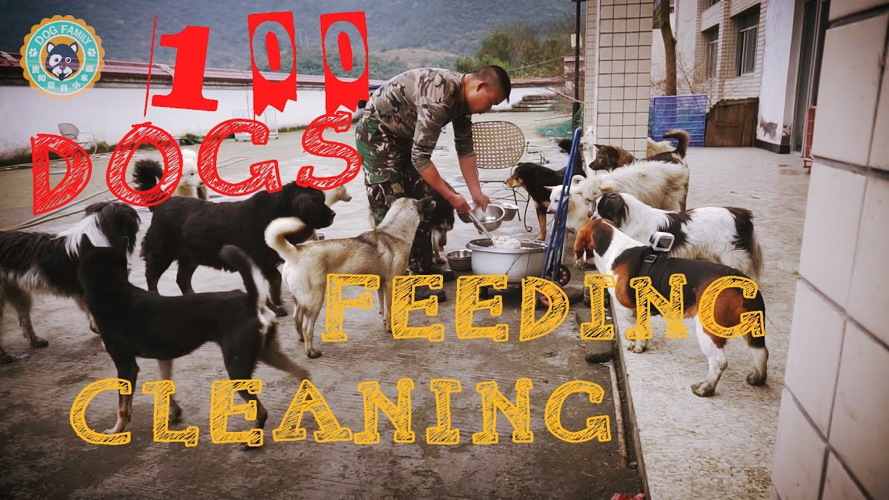 Stray dogs rescued by volunteers in China!! - YouTube