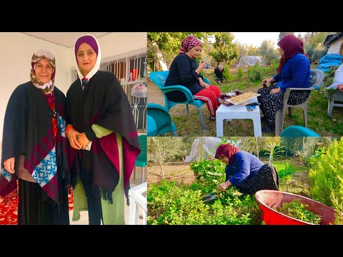 YENİ KÖY EVİMİZDE YENİ LEZZETLİ TUZLU KURABİYE TARİFİ KÖY EVİ İŞLERİ  #kurabiyetarifi