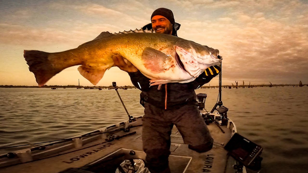 Giant Murray cod! Lake Mulwala fishing swimbaits - YouTube
