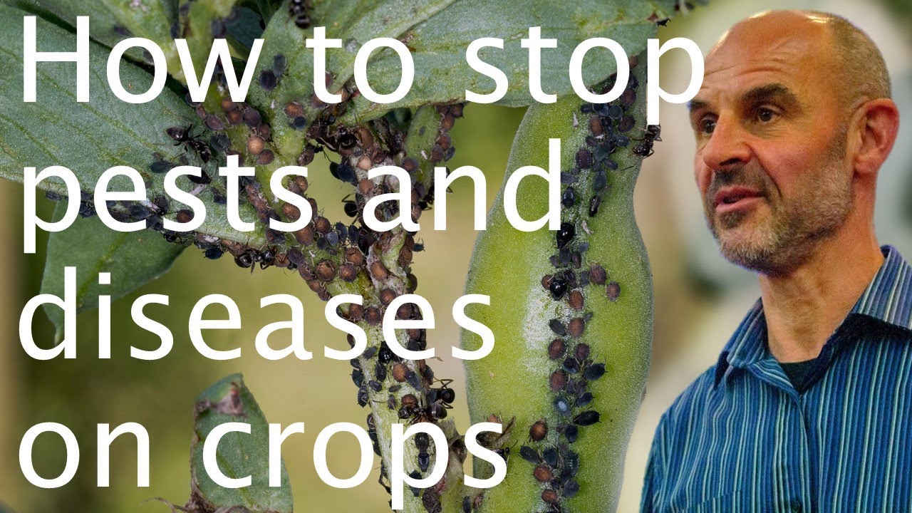 Preventing crop pests & plant diseases - Ian Toth 🪲🐛🦗 - YouTube
