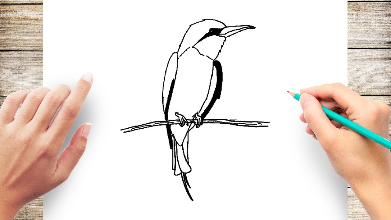 How to Draw A Kingfisher - YouTube