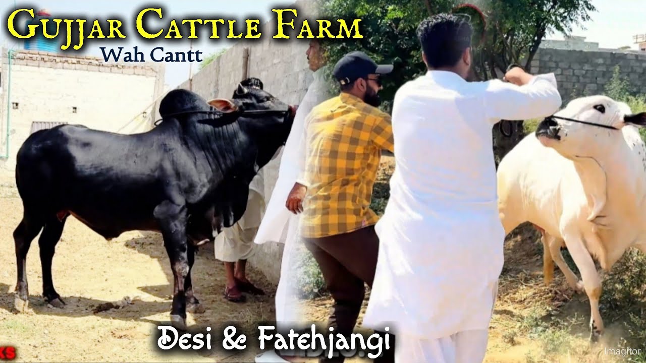 Gujjar cattle Farm wah cantt - Desi & Fatehjangi Bull 2025 - Cow Mandi ...