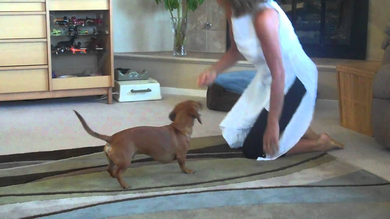 Dachshund Tricks. - YouTube