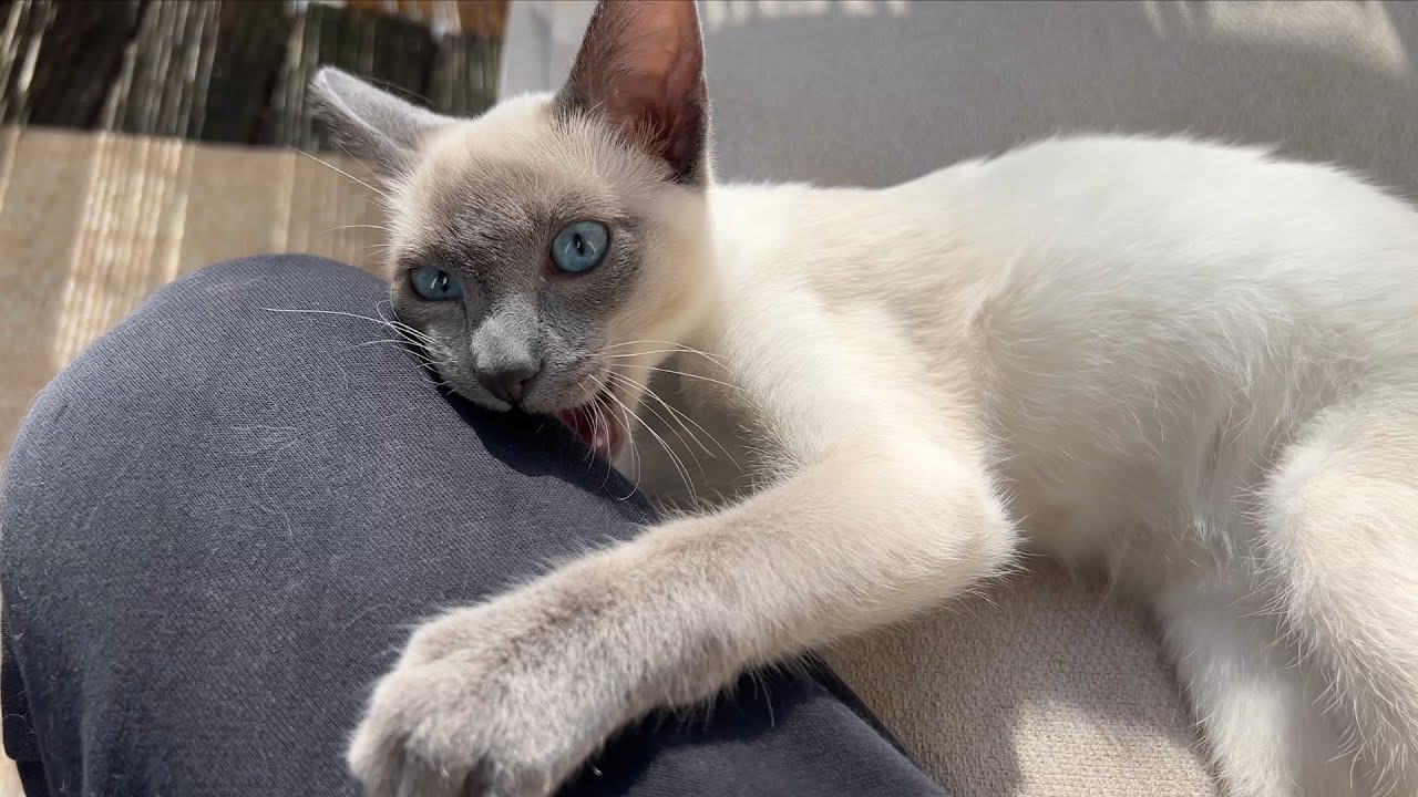 Playful Siamese prefers to chill on Human's shoulder - YouTube