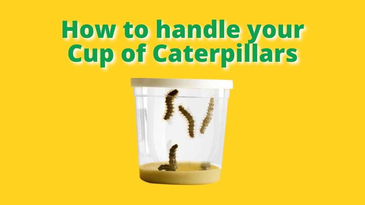 How to handle your Cup of Caterpillars - YouTube